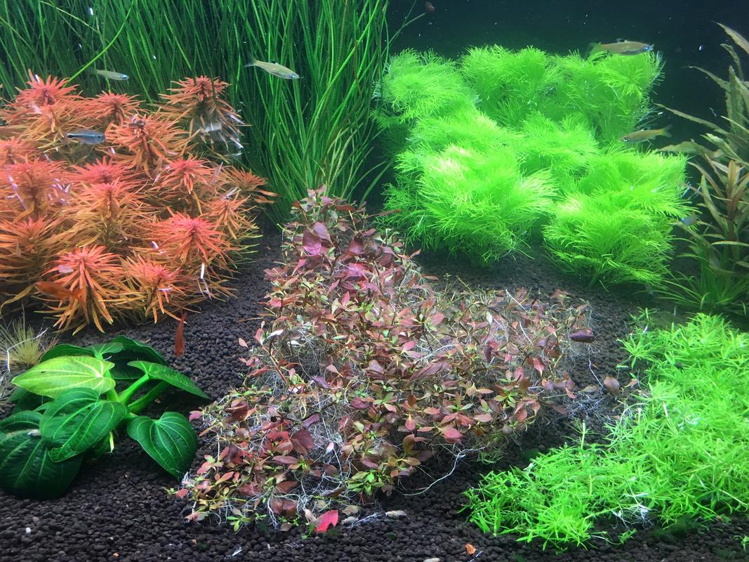 Some Rules for Dutch Style Aquascaping - A Quick Guide for Beginners
