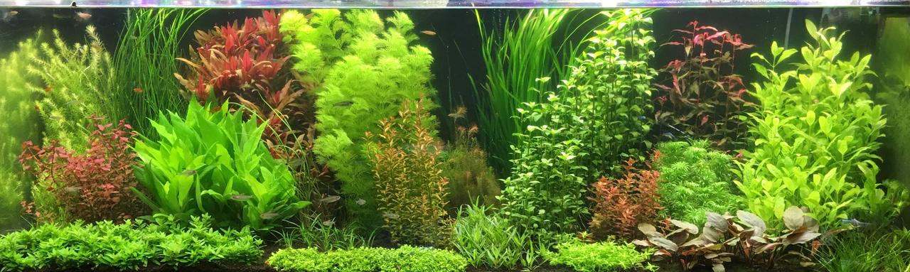 Some Rules for Dutch Style Aquascaping - A Quick Guide for Beginners