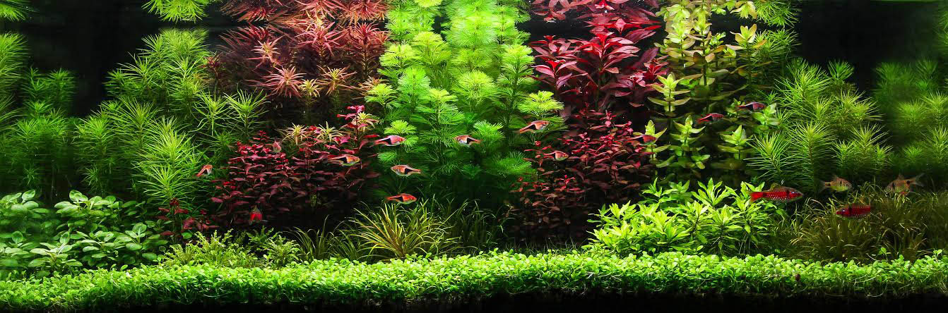Some Rules for Dutch Style Aquascaping - A Quick Guide for Beginners