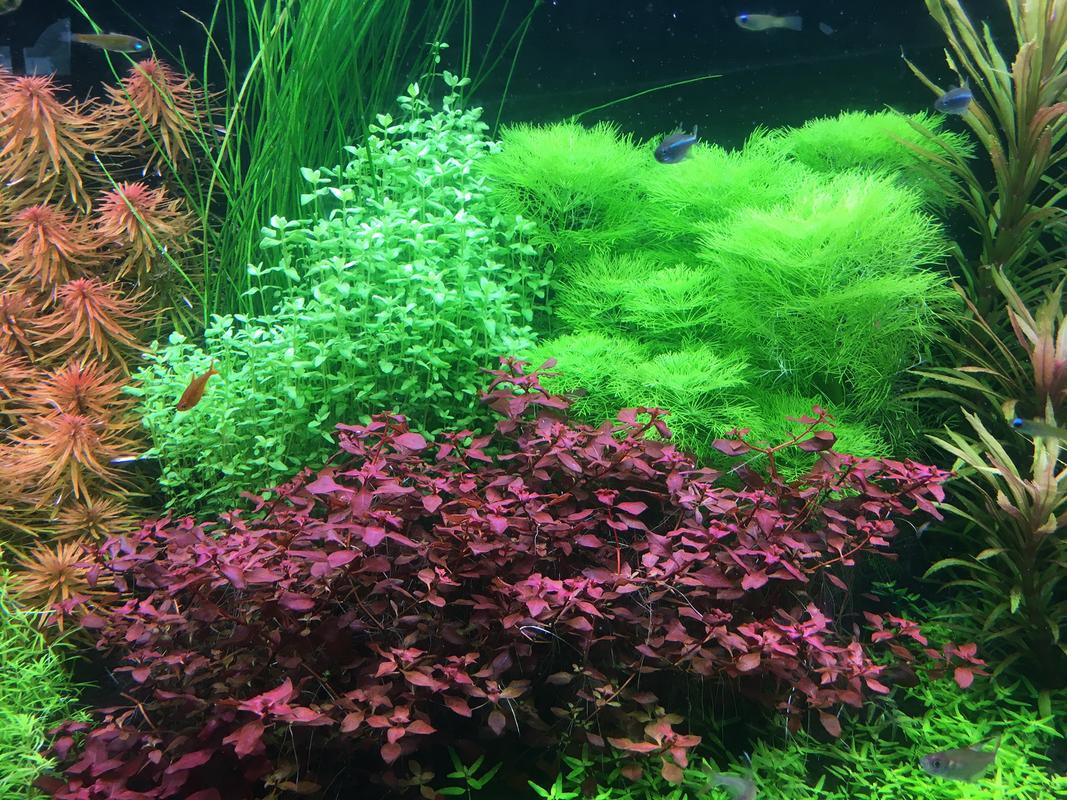 Some Rules for Dutch Style Aquascaping - A Quick Guide for Beginners